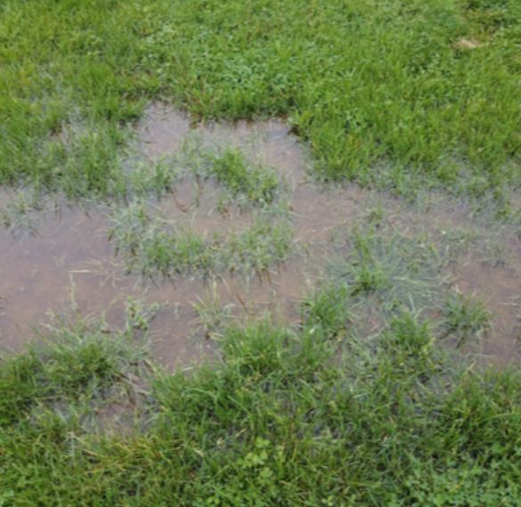 Why Aerate My Lawn – Armstrong Lawn Works